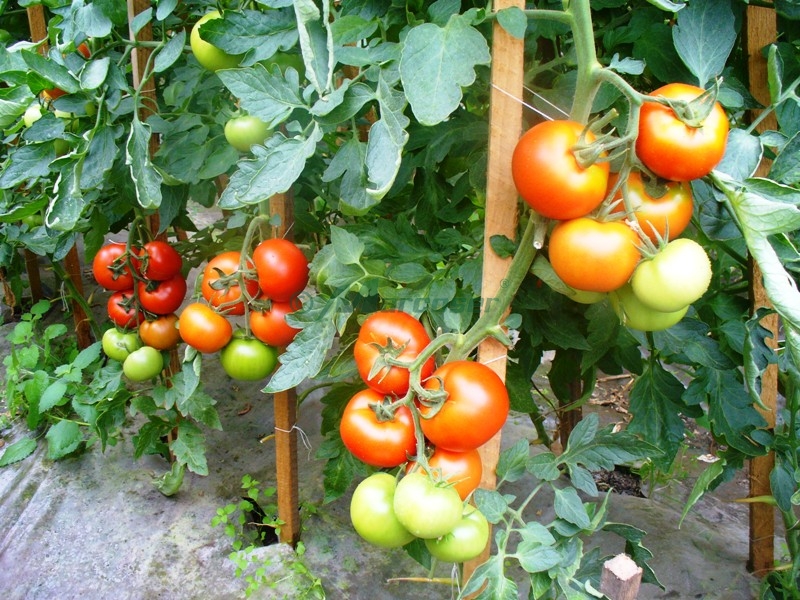 Tehnologie de fertilizare a tomatelor in sere si solarii